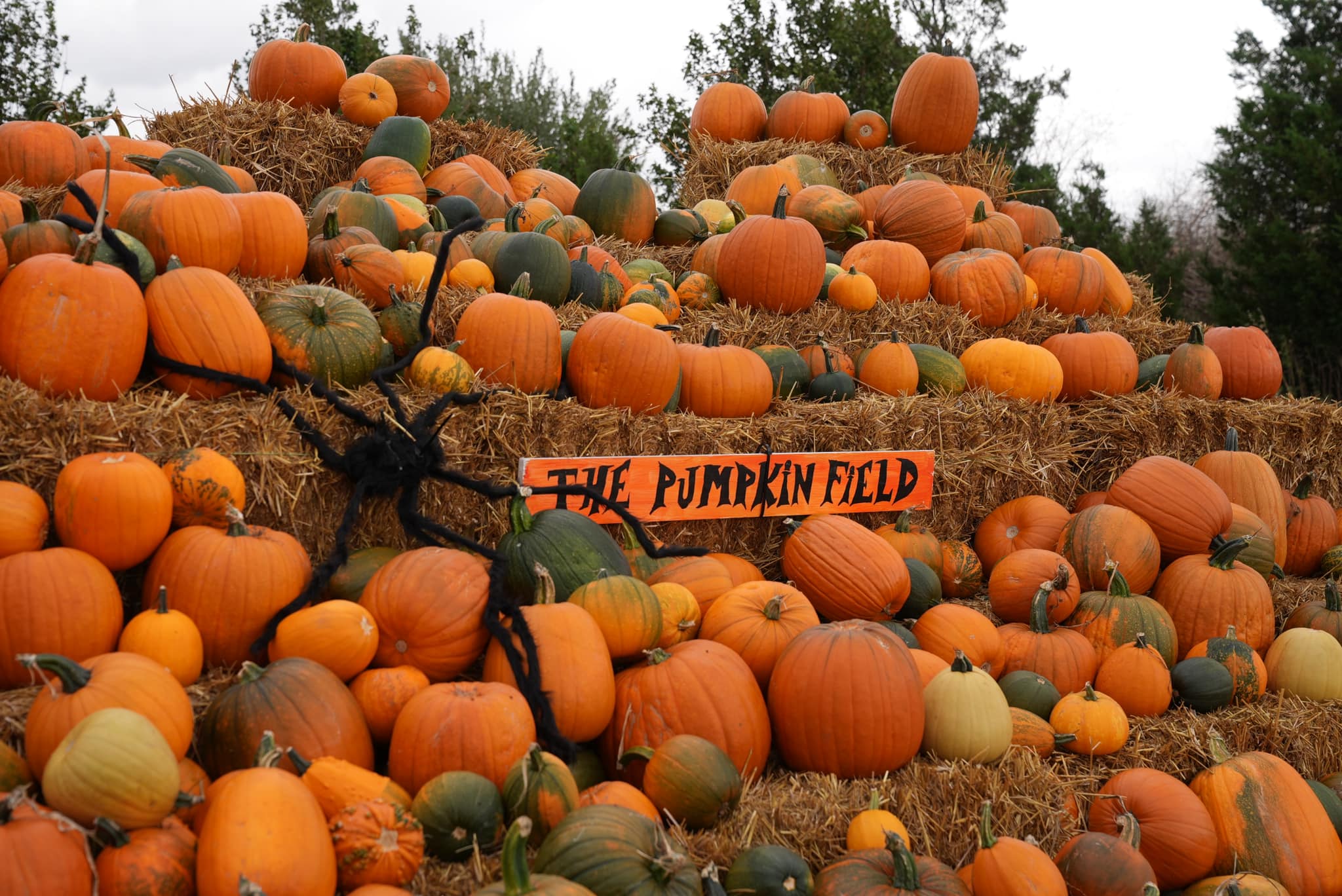 Pumpkin Picking In Essex 2024