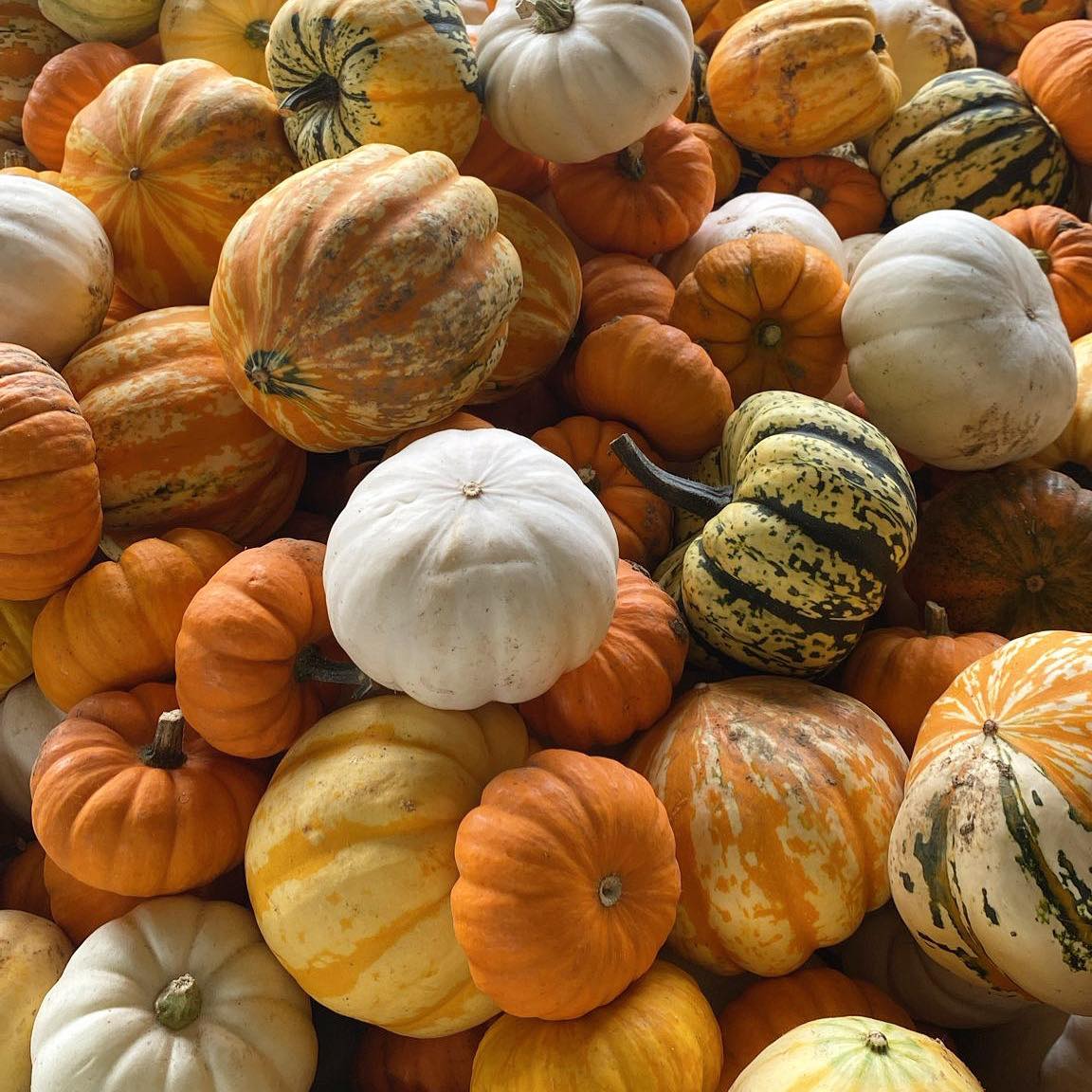 Find A Fantastic Pumpkin Patch In Suffolk 2025