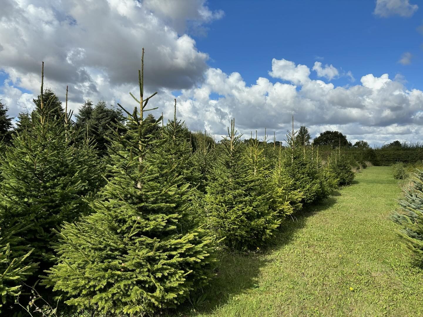 9 Best Christmas Tree Farm in Essex 2025