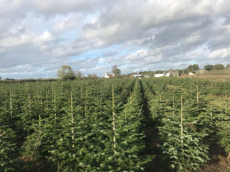 9 Best Christmas Tree Farm in Essex 2025