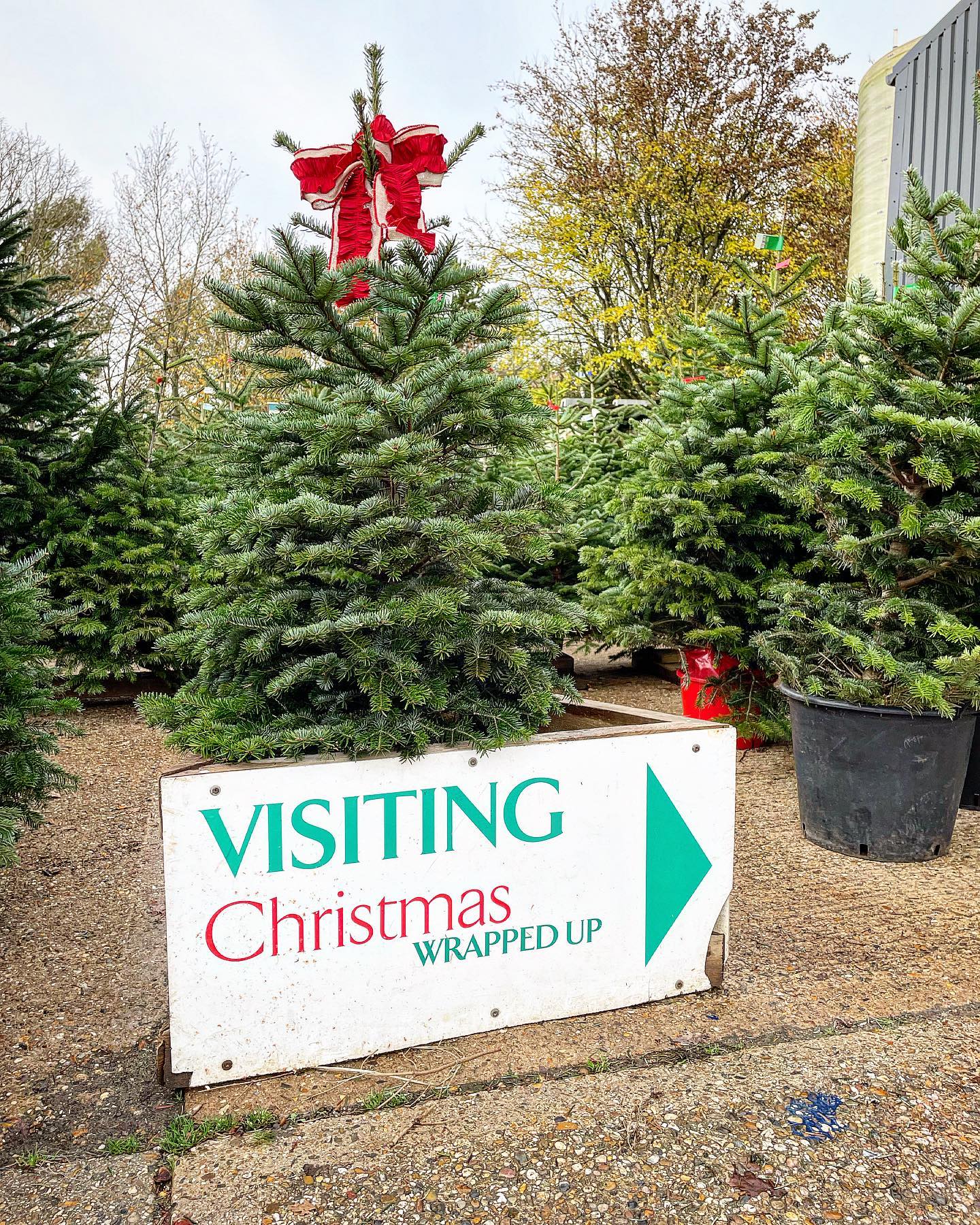 9 Best Christmas Tree Farm in Essex 2025