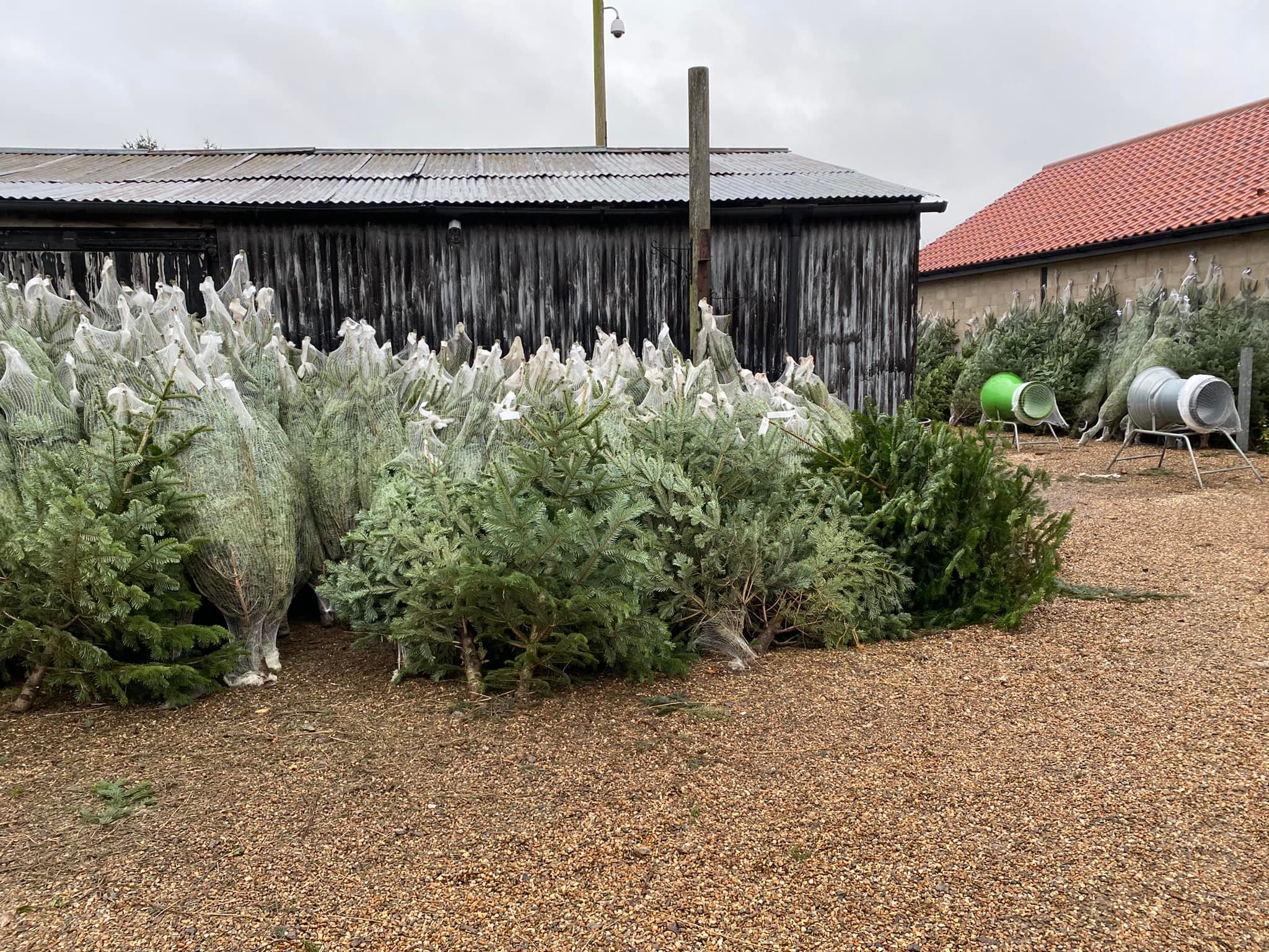 9 Best Christmas Tree Farm in Essex 2025