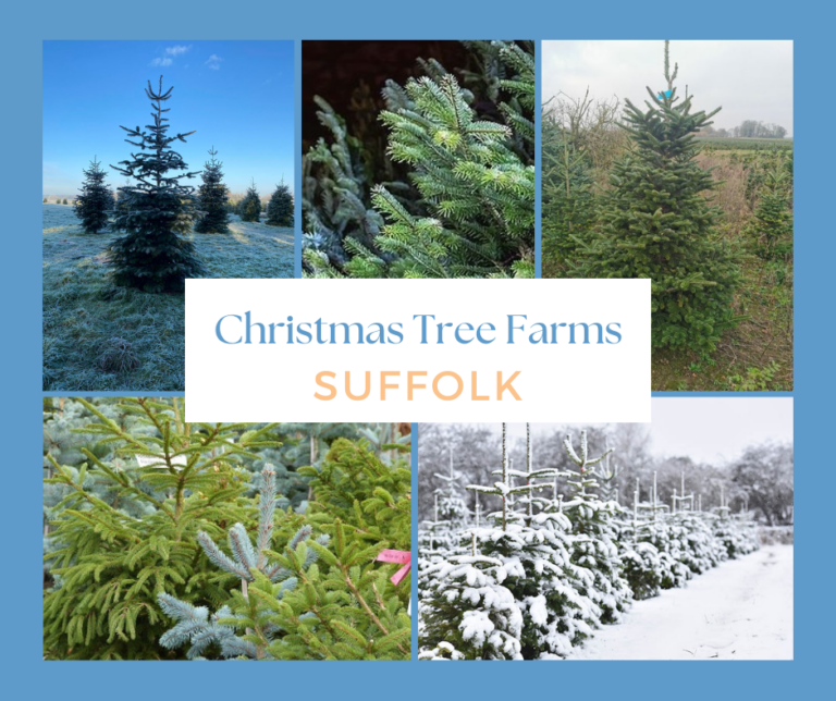 7 Places To Find Christmas Trees in Suffolk 2025