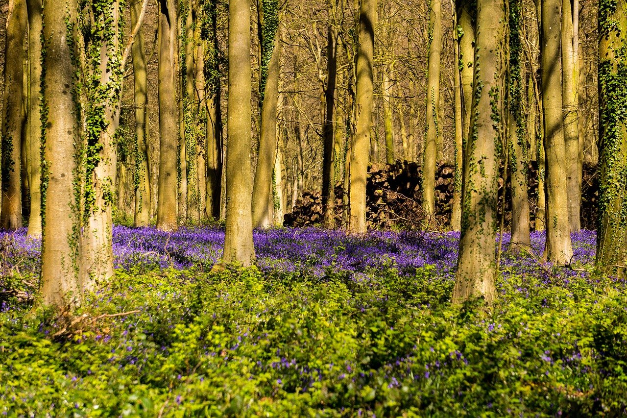 Stunning Bluebell Woods Norfolk Has To Offer